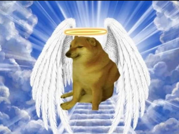 R.I.P. our doge friend. You have brought joy to many. - 9GAG