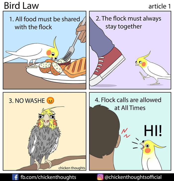 Just a birb meme part1 - 9GAG
