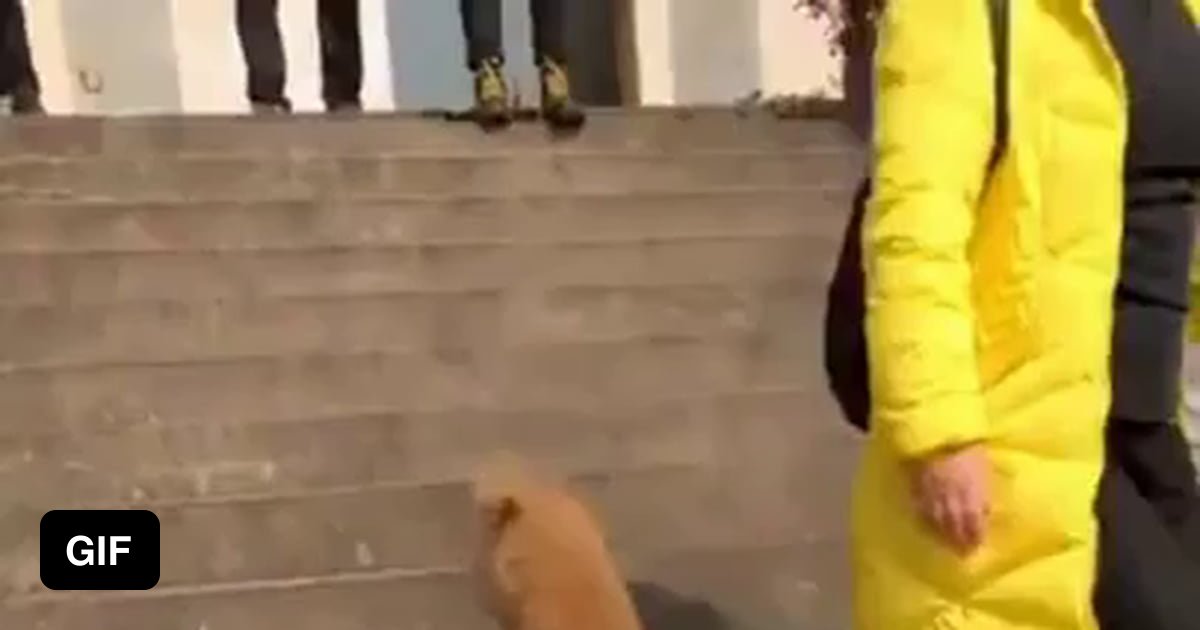 Tippy Tapping Down The Stairs - 9GAG