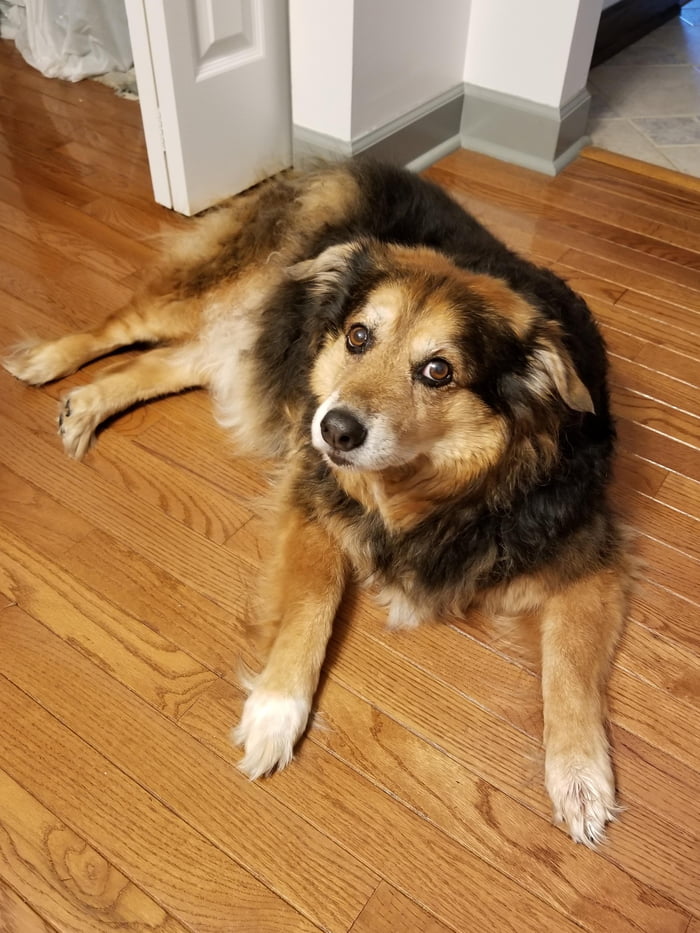 A daily picture of Peanut the dog - Day 773 - 9GAG