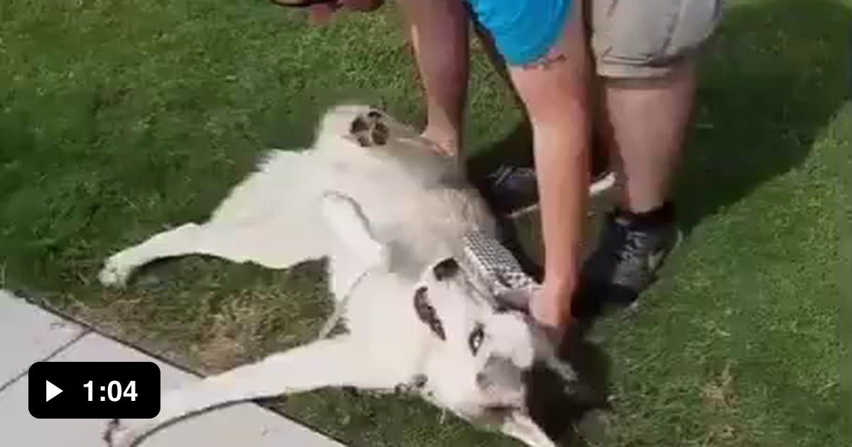 Dakota Throwing Another Tantrum Leaving The Dog Park 9GAG