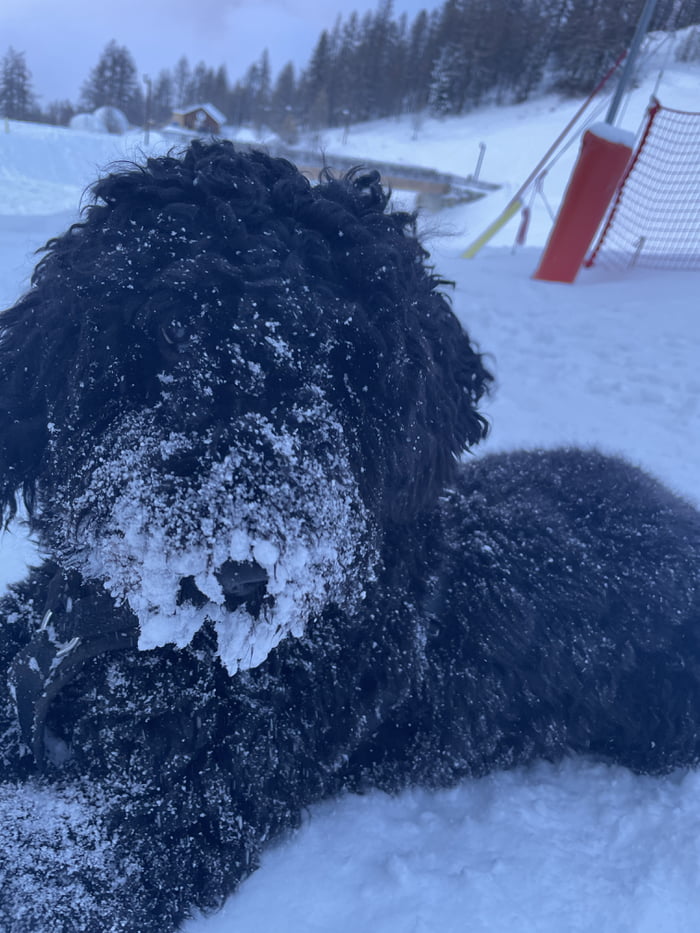 This is Becky, Becky loves snow! - 9GAG