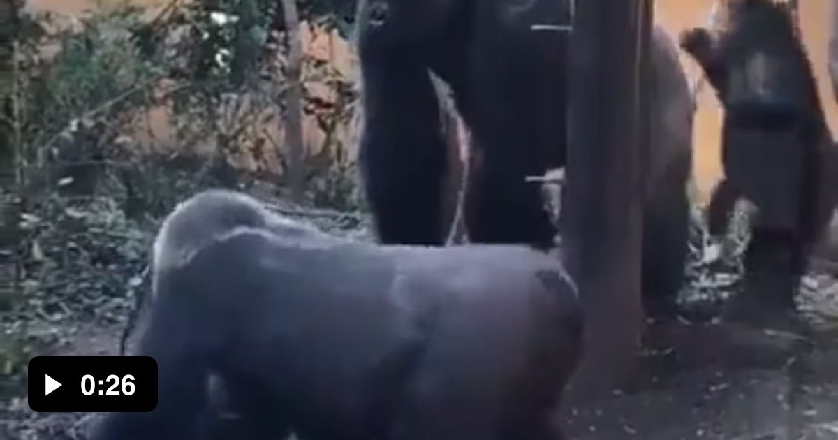 A female gorilla trying to seduce her mate - 9GAG