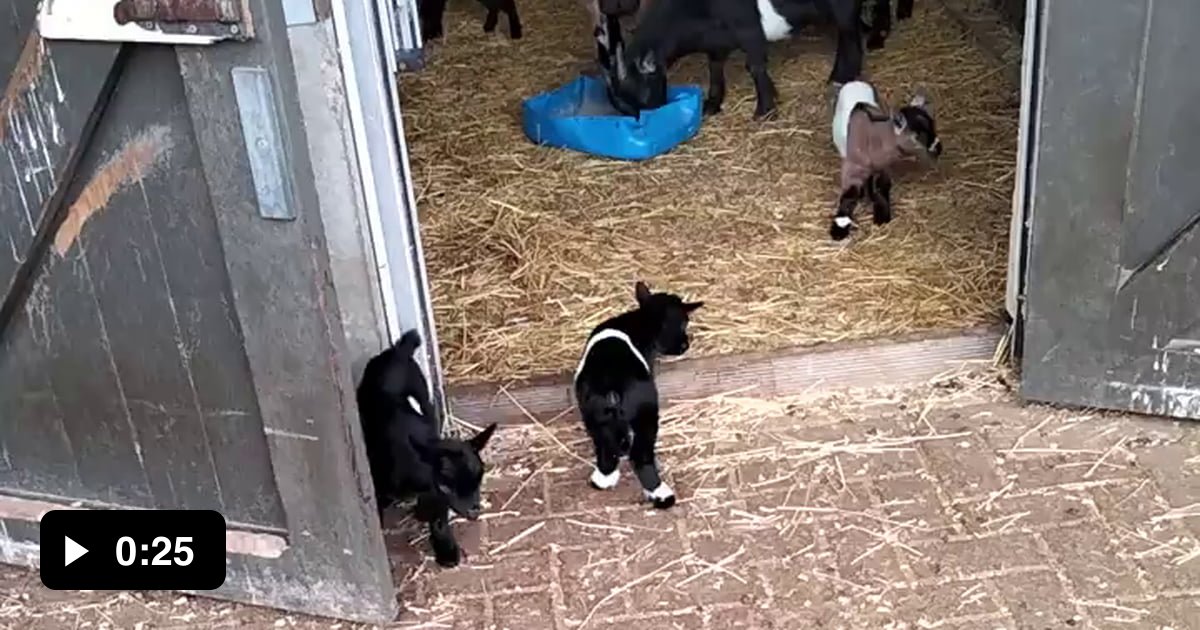 MBG more baby goats. - 9GAG