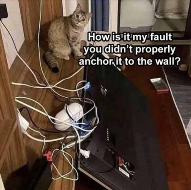 Passive-aggressive cat assigns blame. - 9GAG