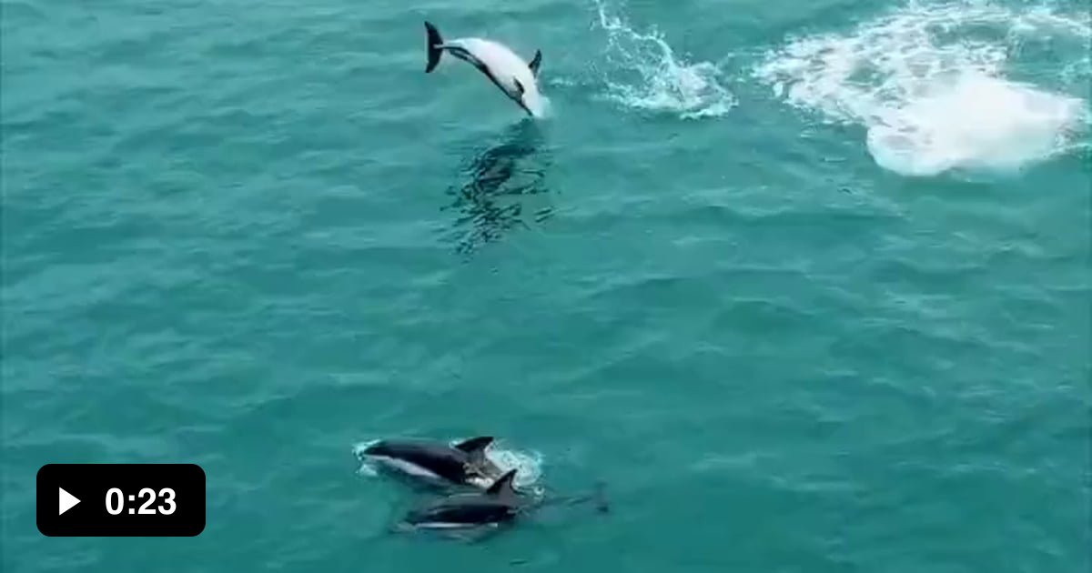 Someone needs to reset this dolphin - 9GAG