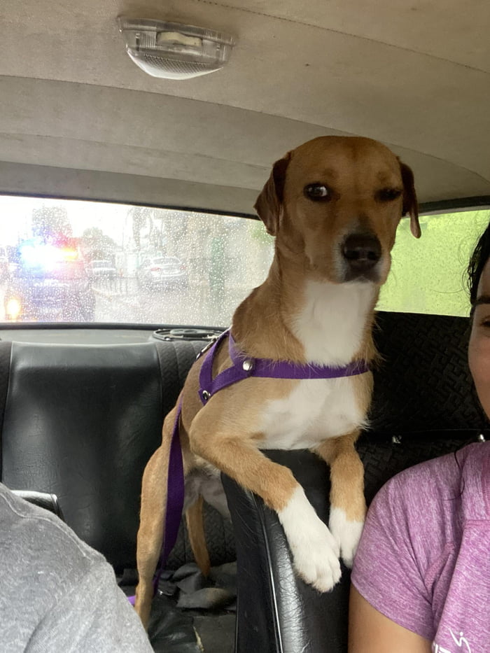 Hahaha Nala always winks😅♥️ - 9GAG