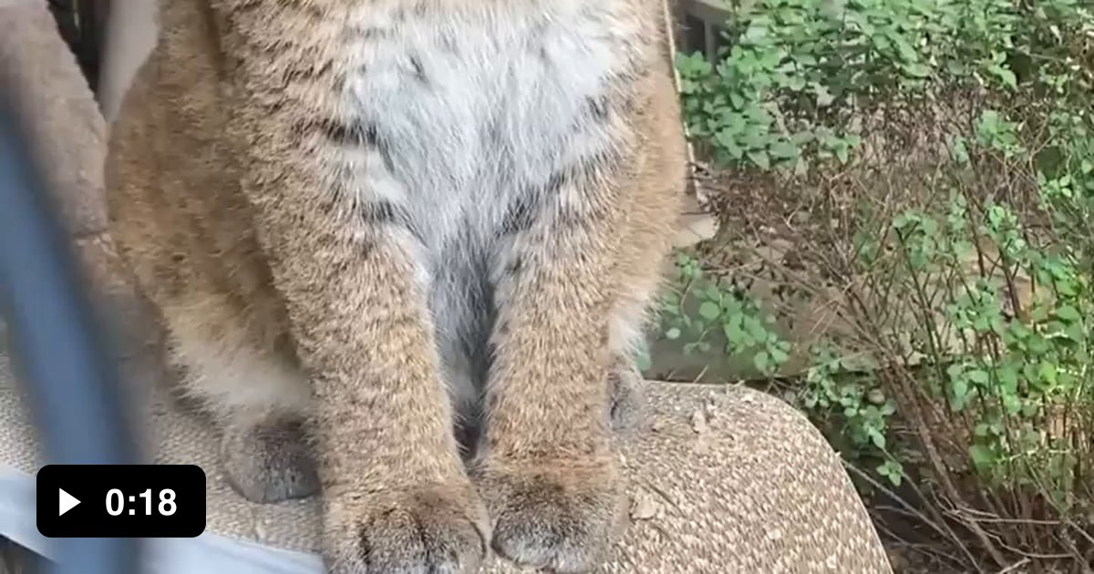 If not fren why fren shaped - 9GAG