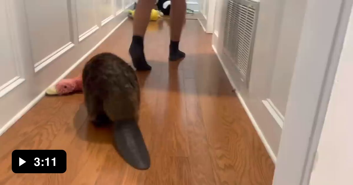 Domestic beaver makes a holiday damm - 9GAG