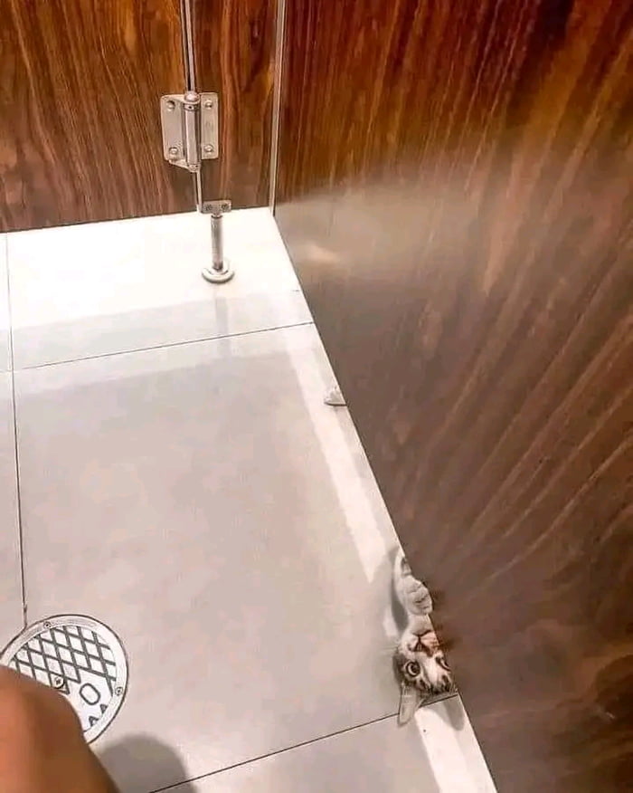 Cat: Ayo! You got fish? I smell fish! - 9GAG