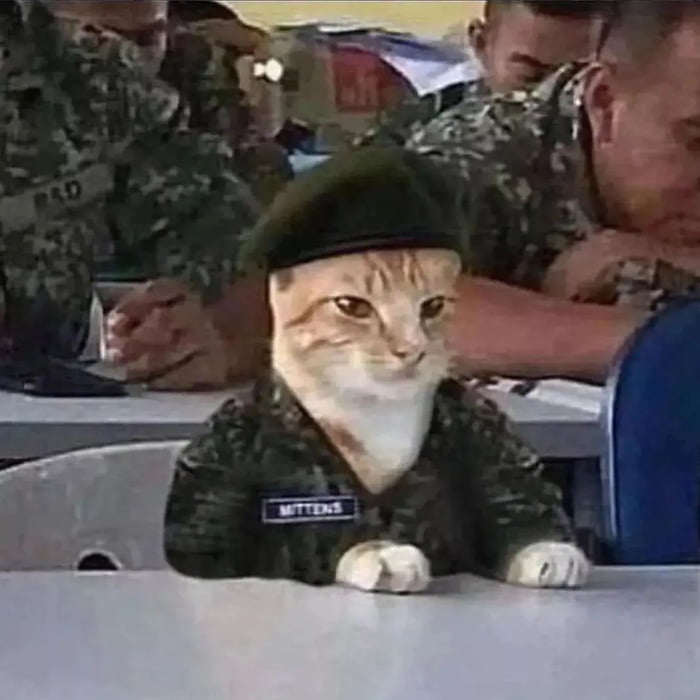 Militar Cat, the miawron soldier - 9GAG