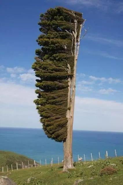 New Zealand's Banks Peninsula is home to the air sleeve tree. Travel ...