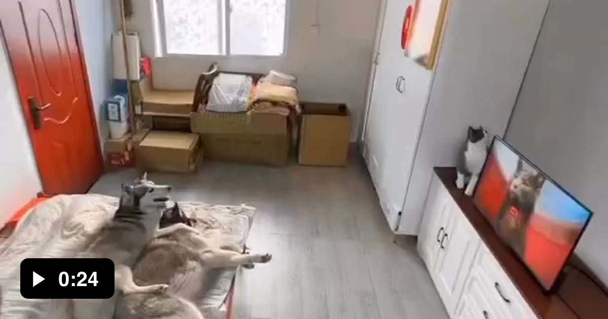 Sneaky bastards - 9GAG