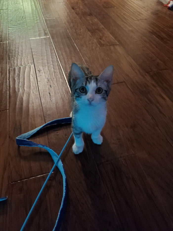 Catthew being the boss even when he was a wee little lad - 9GAG