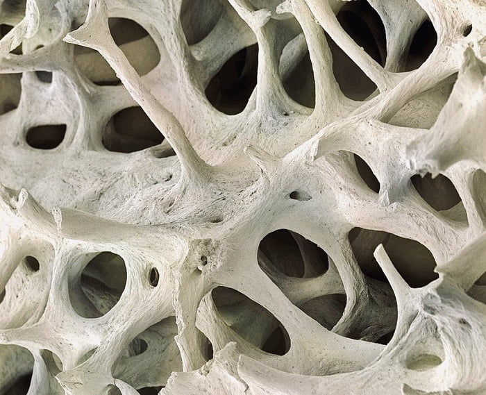 Human bone seen through an electron microscope - 9GAG