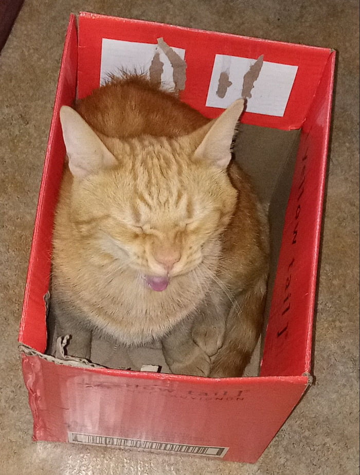 Kitty in a box. (Johnny Cat) - 9GAG
