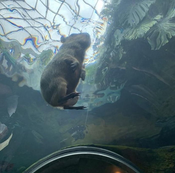 Floating capybara - 9GAG