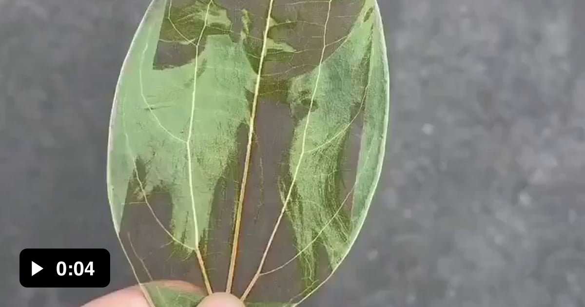 Girl drawing on leaf by xiang.duan - 9GAG