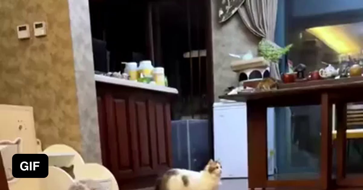 Cat or Caterpillar? you decide - 9GAG