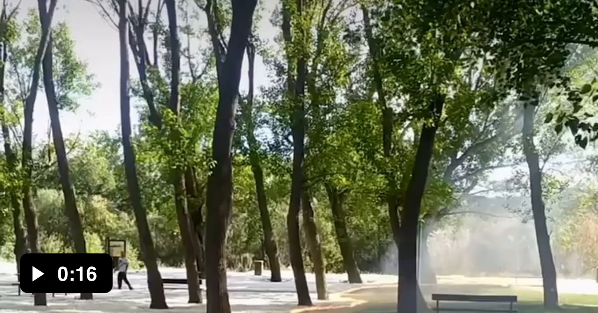 Poplar Fluff Fire Makes Grass Like New Again 9GAG