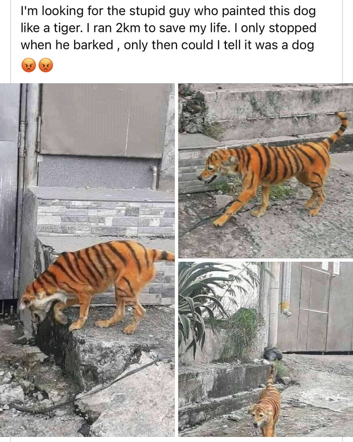 Doggo is the new orange lmao - 9GAG