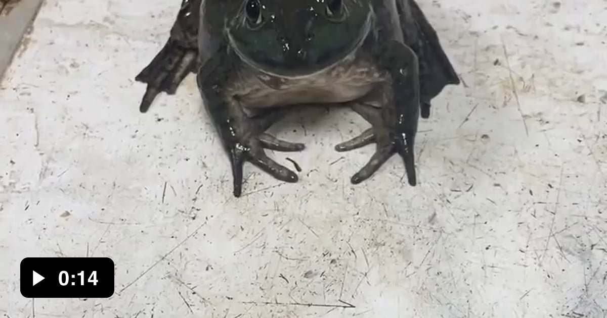 When it's Wednesday, but nobody post a video of a frog - 9GAG