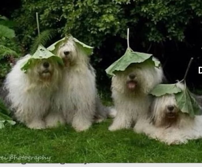 The QDD (quad dog druids). masters of cuteness and plants - 9GAG