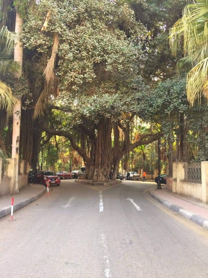 Massive tree in Cairo, Egypt - 9GAG