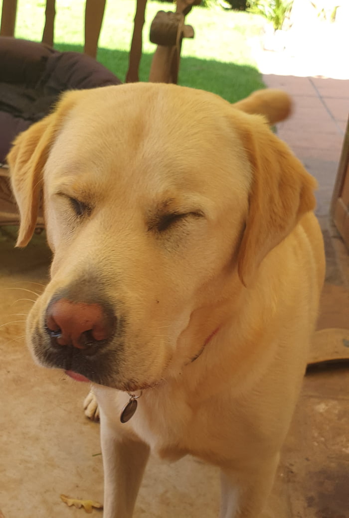 My derp Shadow - 9GAG