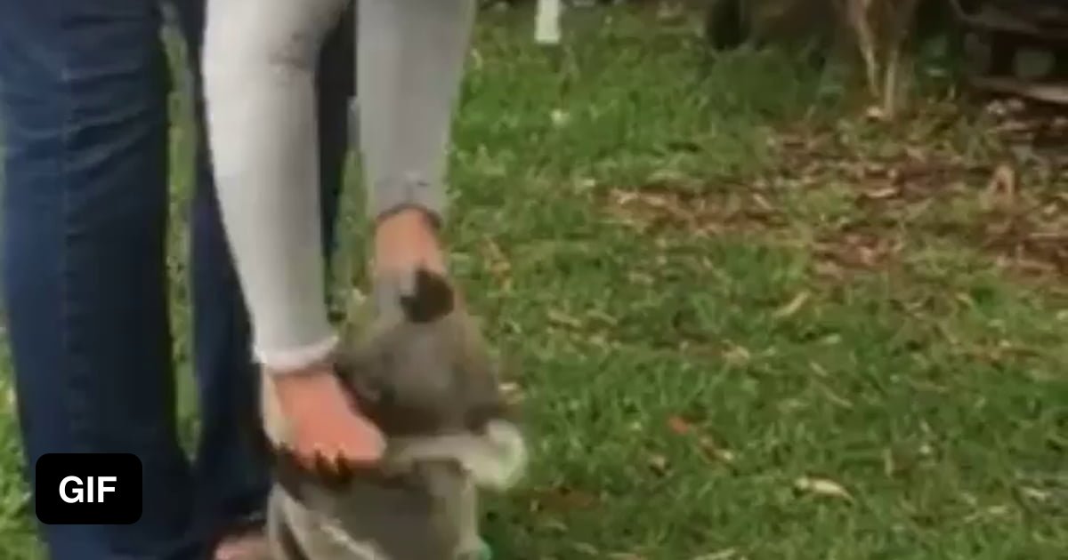 Baby koala fails at climbing the tree head first... - 9GAG