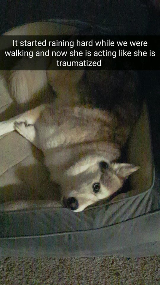 Friend took his dog for a walk... Now he's having an existential crisis ...