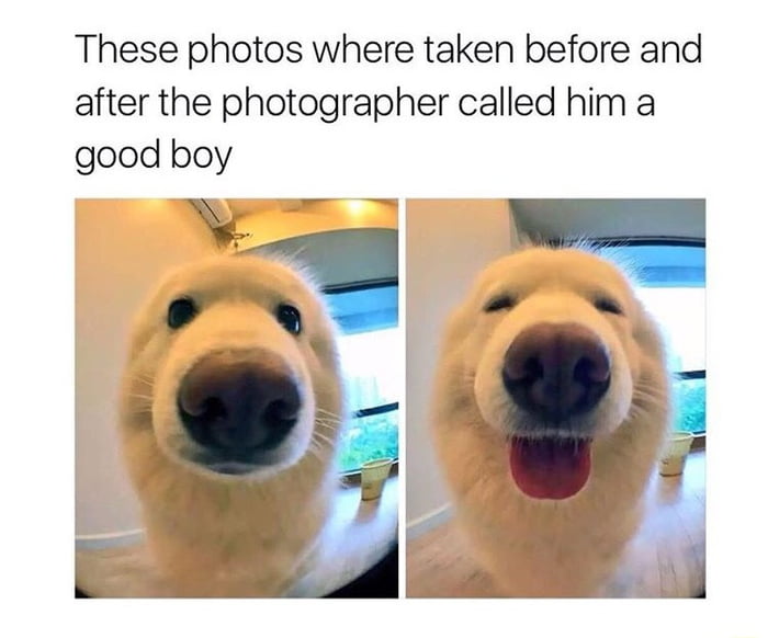 All I can say, this doggo is a very cute doggo - 9GAG