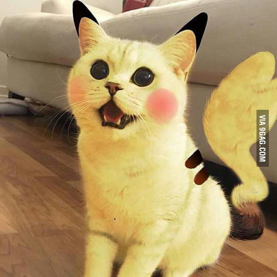 I really want this cat - 9GAG