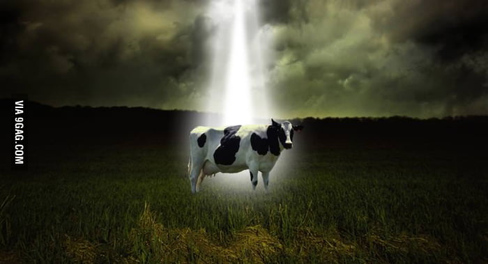 Holy Cow. - 9GAG