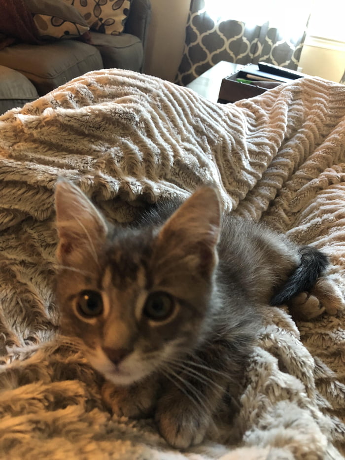 Our new kitten, Ghost!! - 9GAG