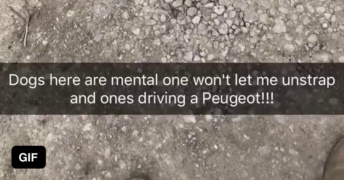 These dogs are wild! - 9GAG