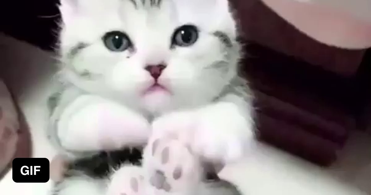 Tiny grabby paws - 9GAG