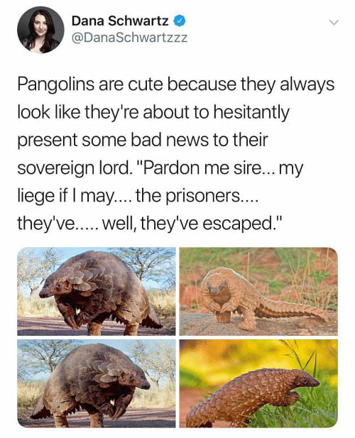 Pangolins are cute - 9GAG