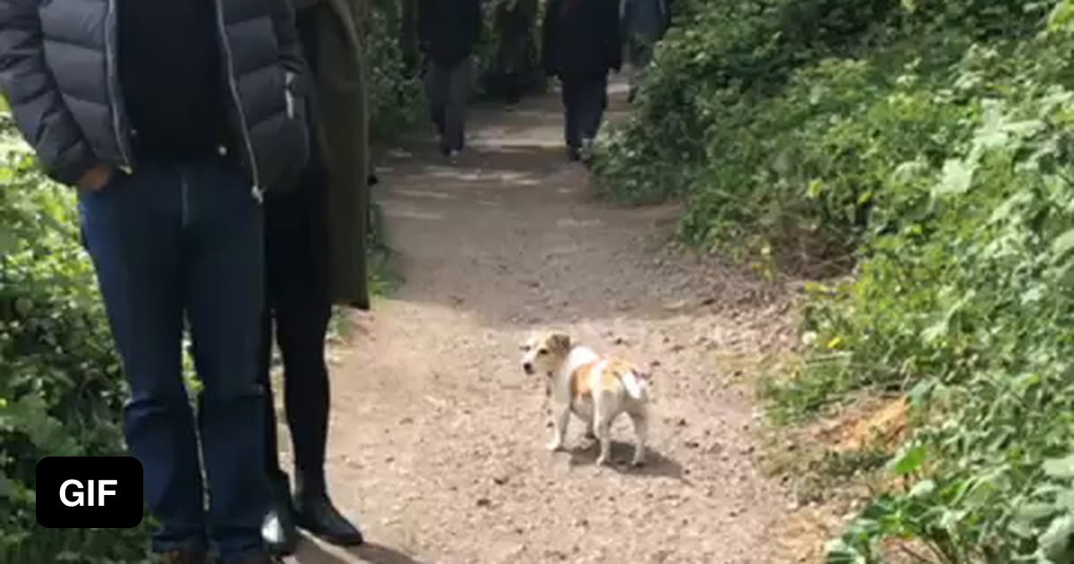 Carry a big stick but be cute AF - 9GAG