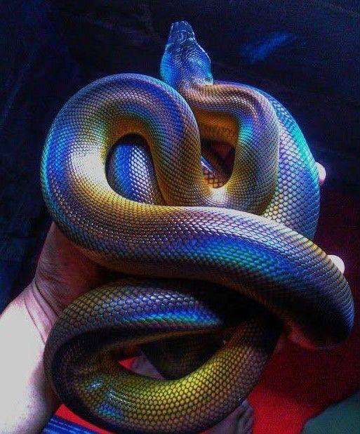 White lipped pythons (also known as D’ Albertis pythons) look ...