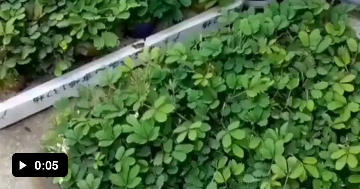 Scaring the plants (loud) - 9GAG