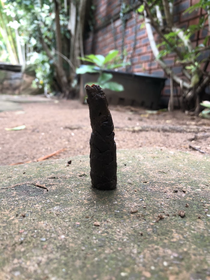 The greatest dog poop of all time. - 9GAG