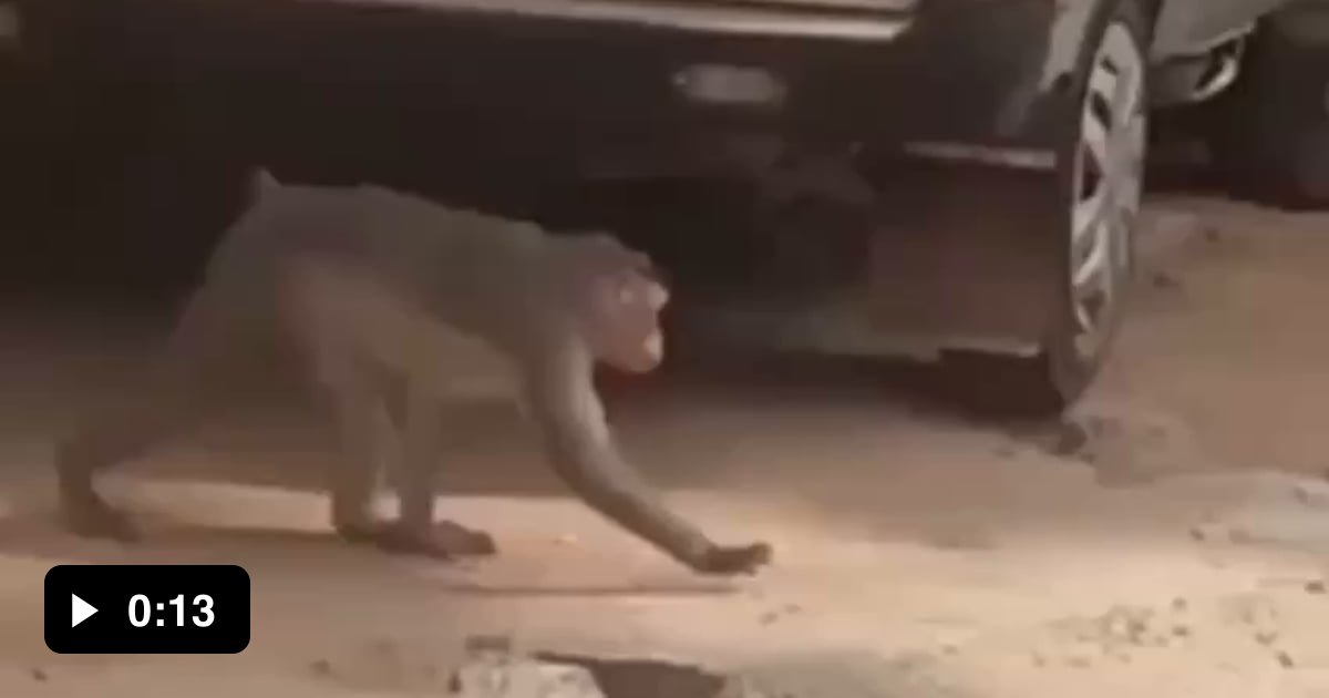 I think the monkey wants monkey pox. - 9GAG