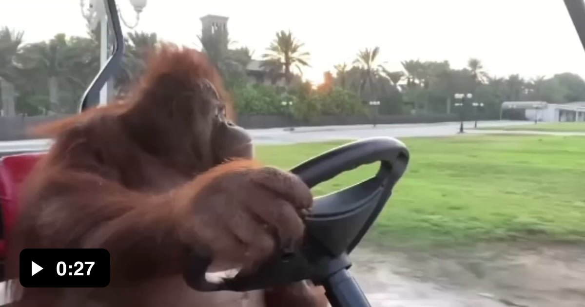 Monke self defence training - 9GAG