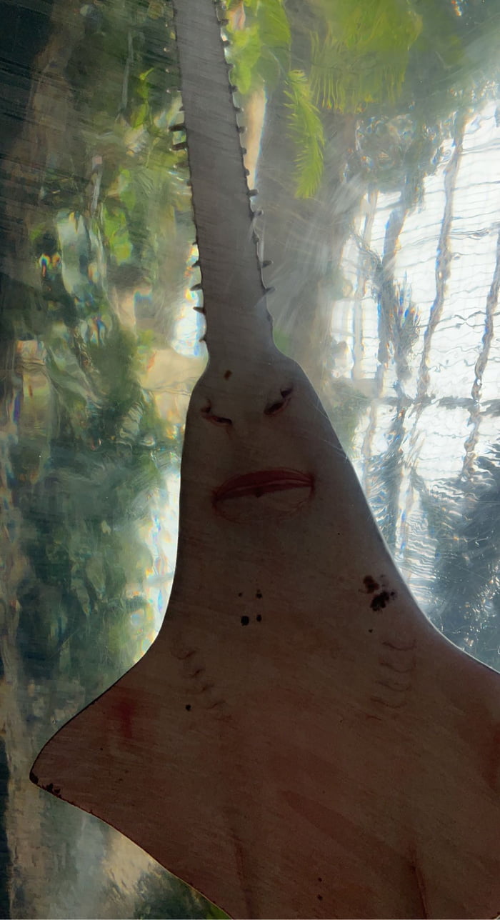 Went to the aquarium, got to see what a sawfish’s face looks like … - 9GAG