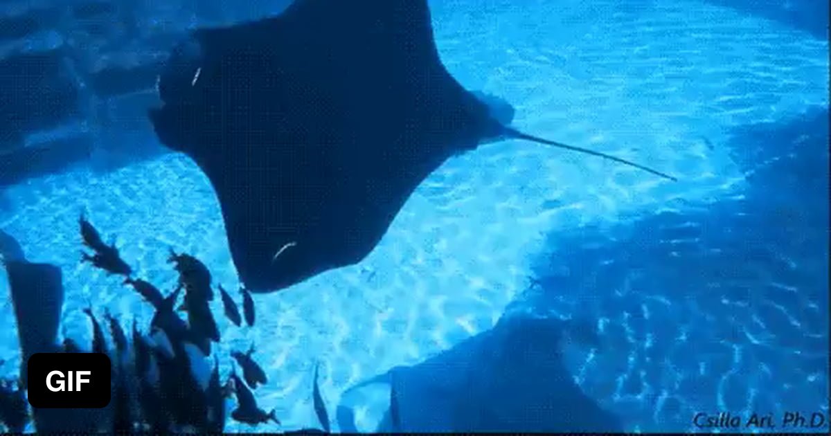 A manta ray inspecting itself in a mirror, part of the mirror test to ...