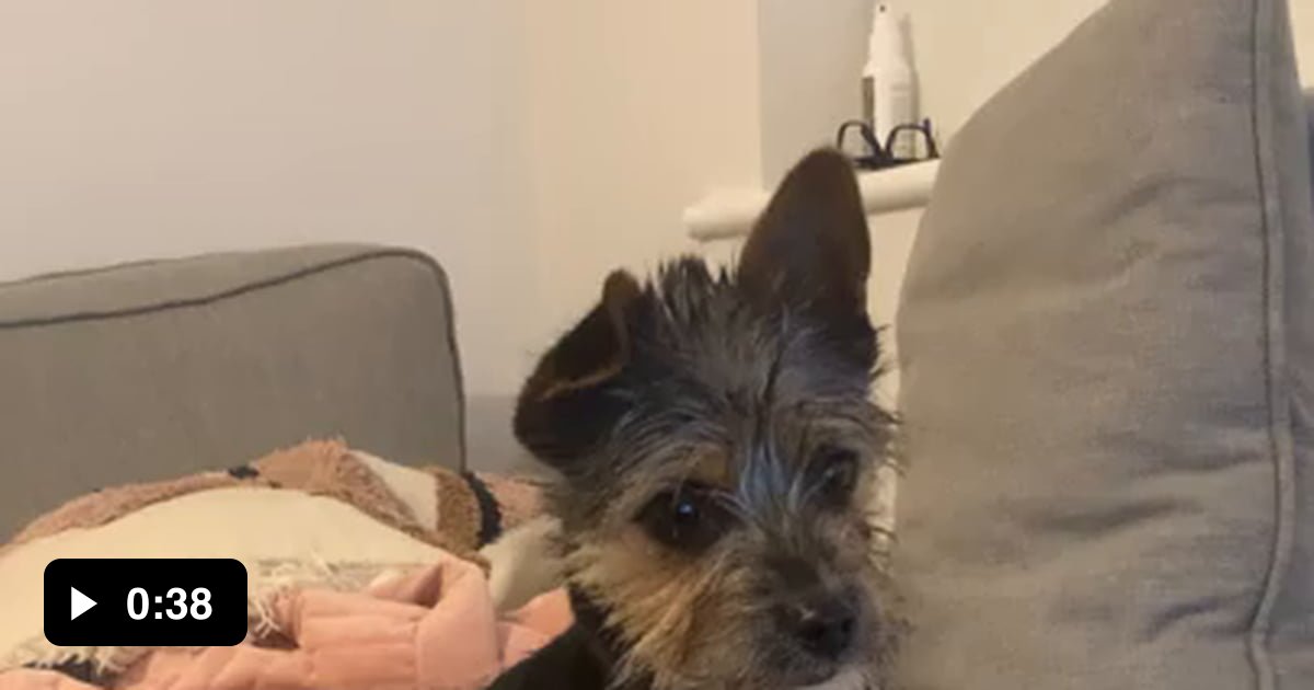 **Very cute howling alert** - 9GAG