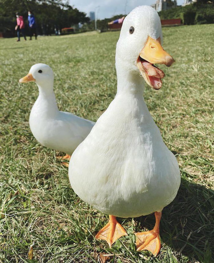 Ducks - 9GAG