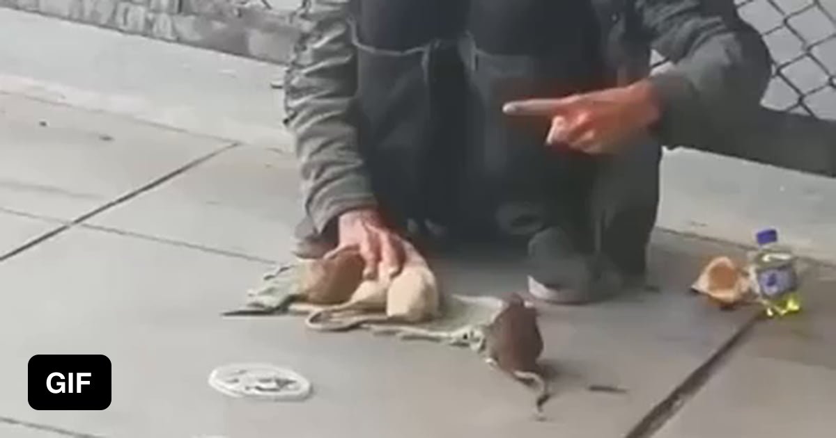 This guy is training his rats. Rats are very intelligent. - 9GAG