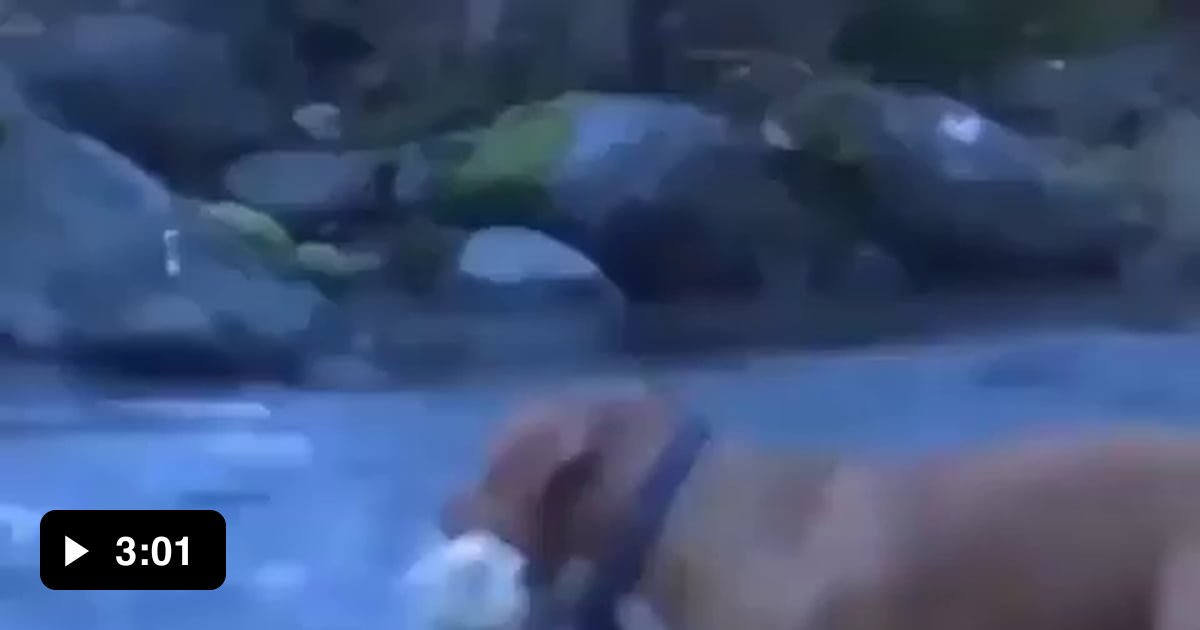 This Dog Can Catch A Fish Better Than Most Humans! - 9GAG